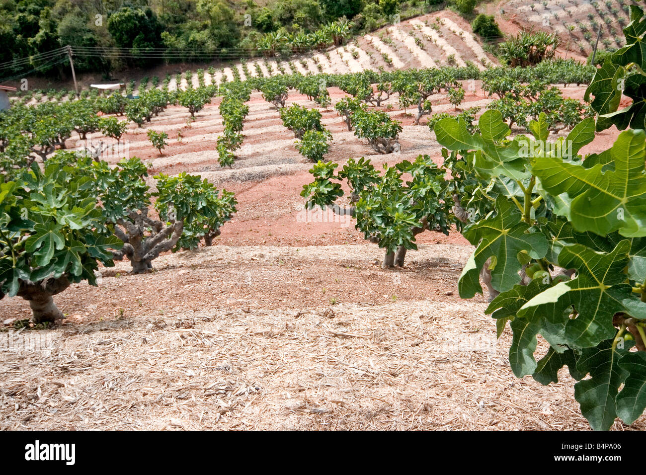 Fig Tree Plantation High Resolution Stock Photography and Images - Alamy