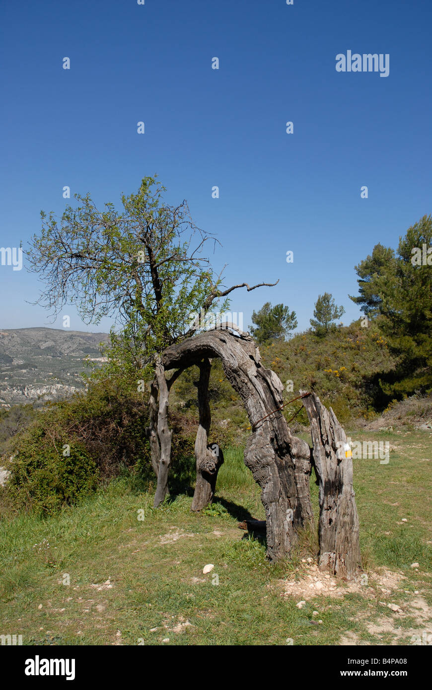 old almond tree with waymark near Els Frares, Sierra de Serrella ...