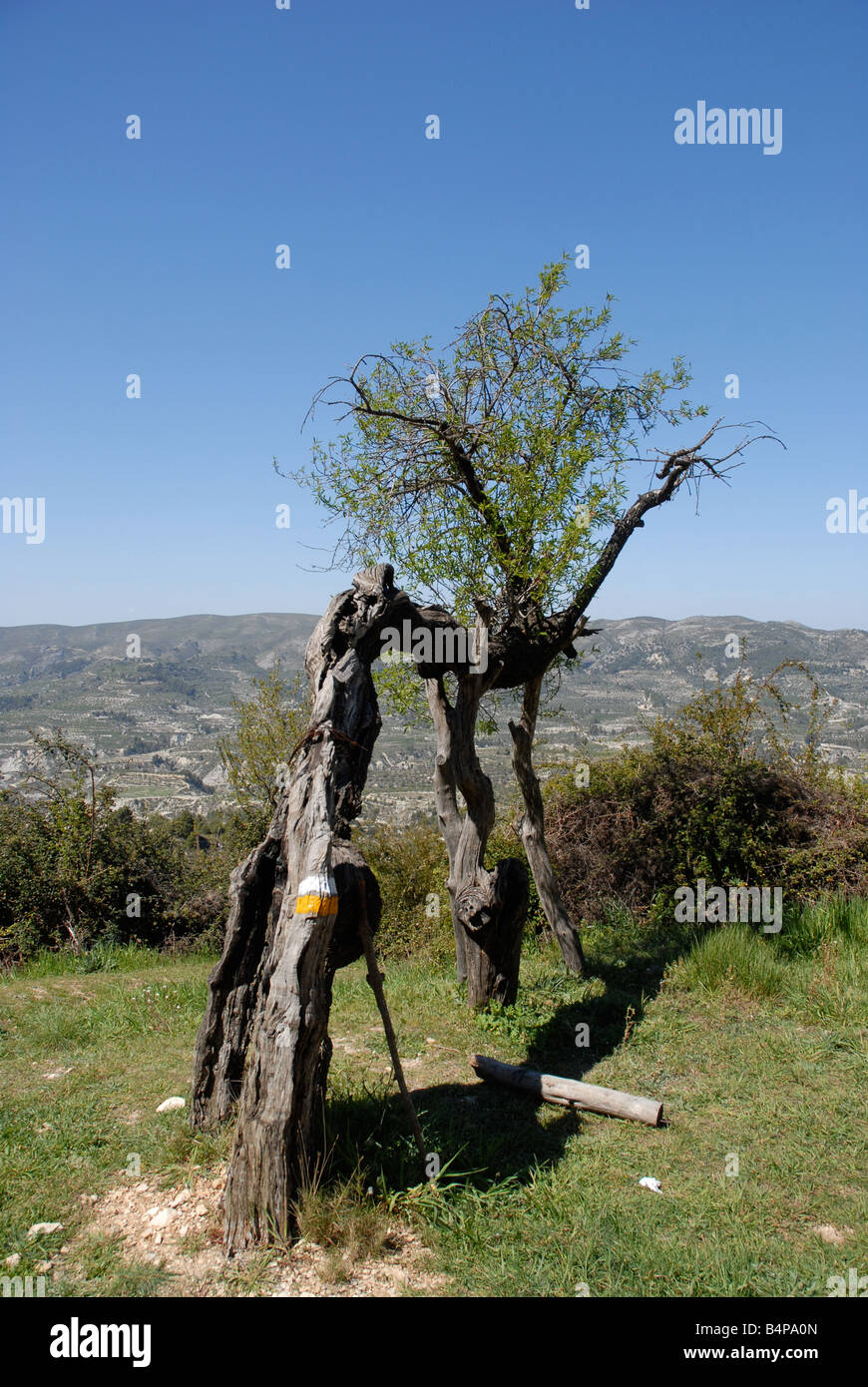 old almond tree with waymark near Els Frares, Sierra de Serrella ...