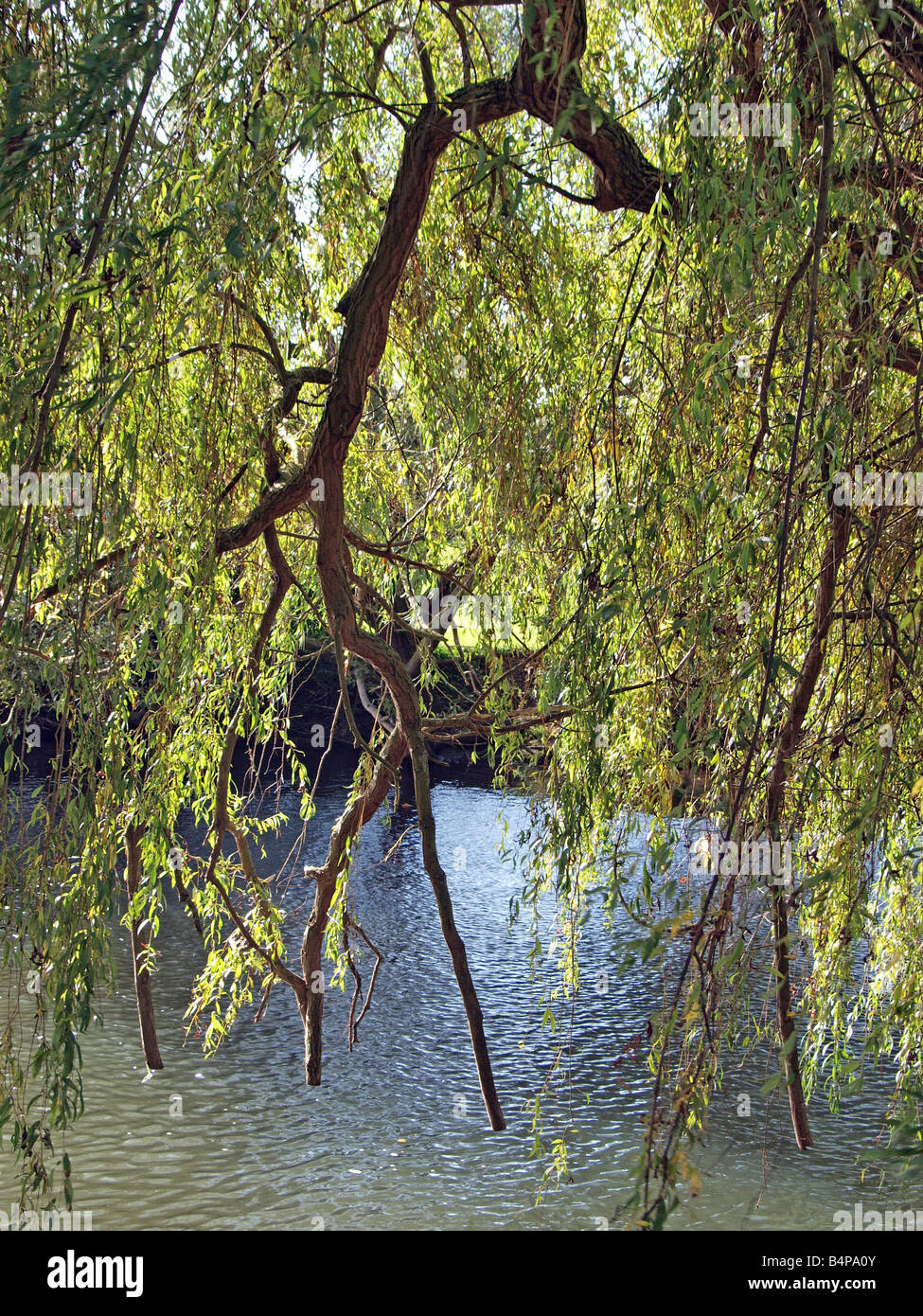 Willow branche hi-res stock photography and images - Alamy