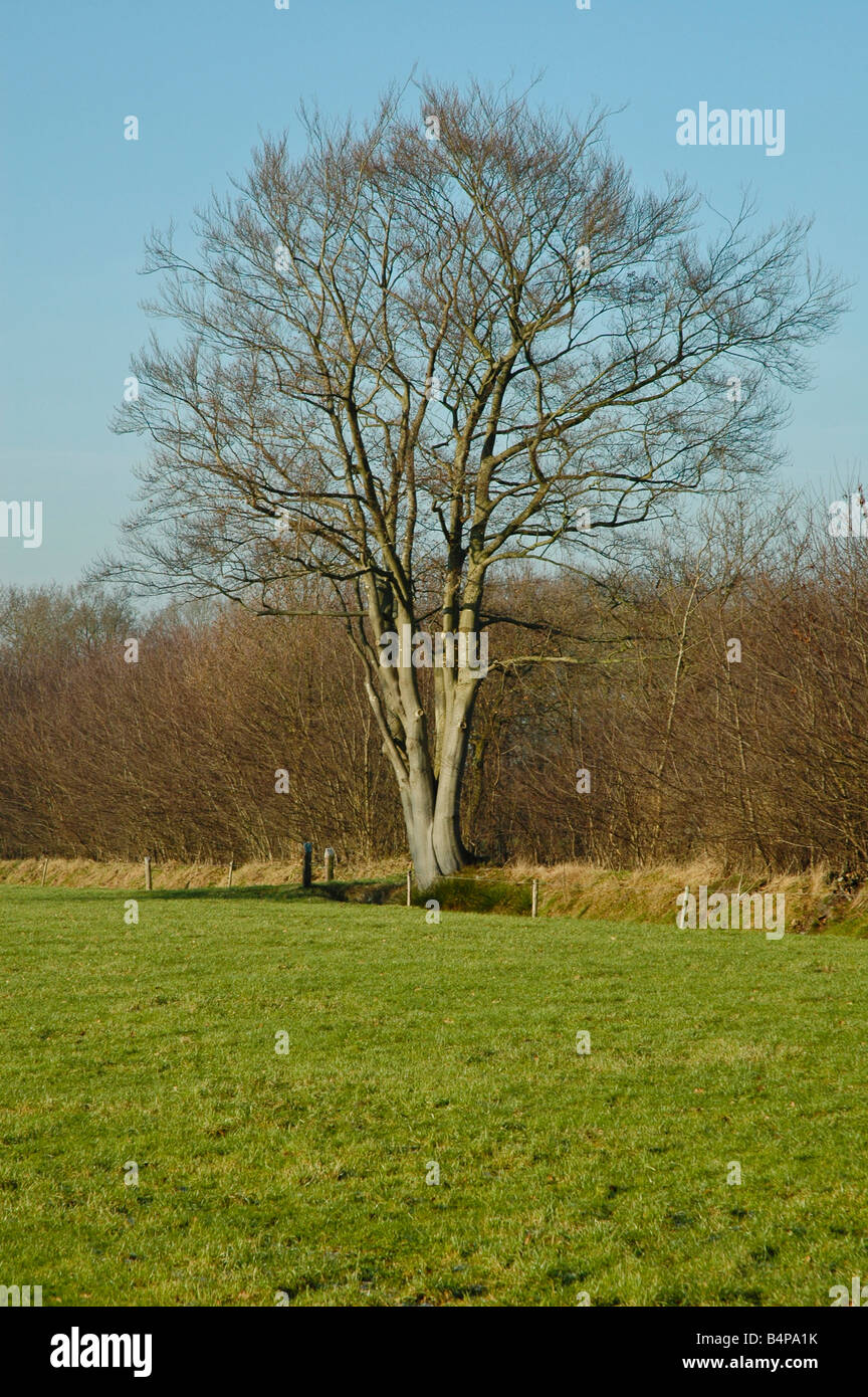 A barren tree next to a field Stock Photo - Alamy