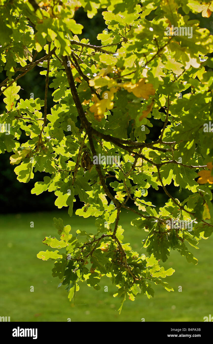 Back lit oak tree hi-res stock photography and images - Alamy
