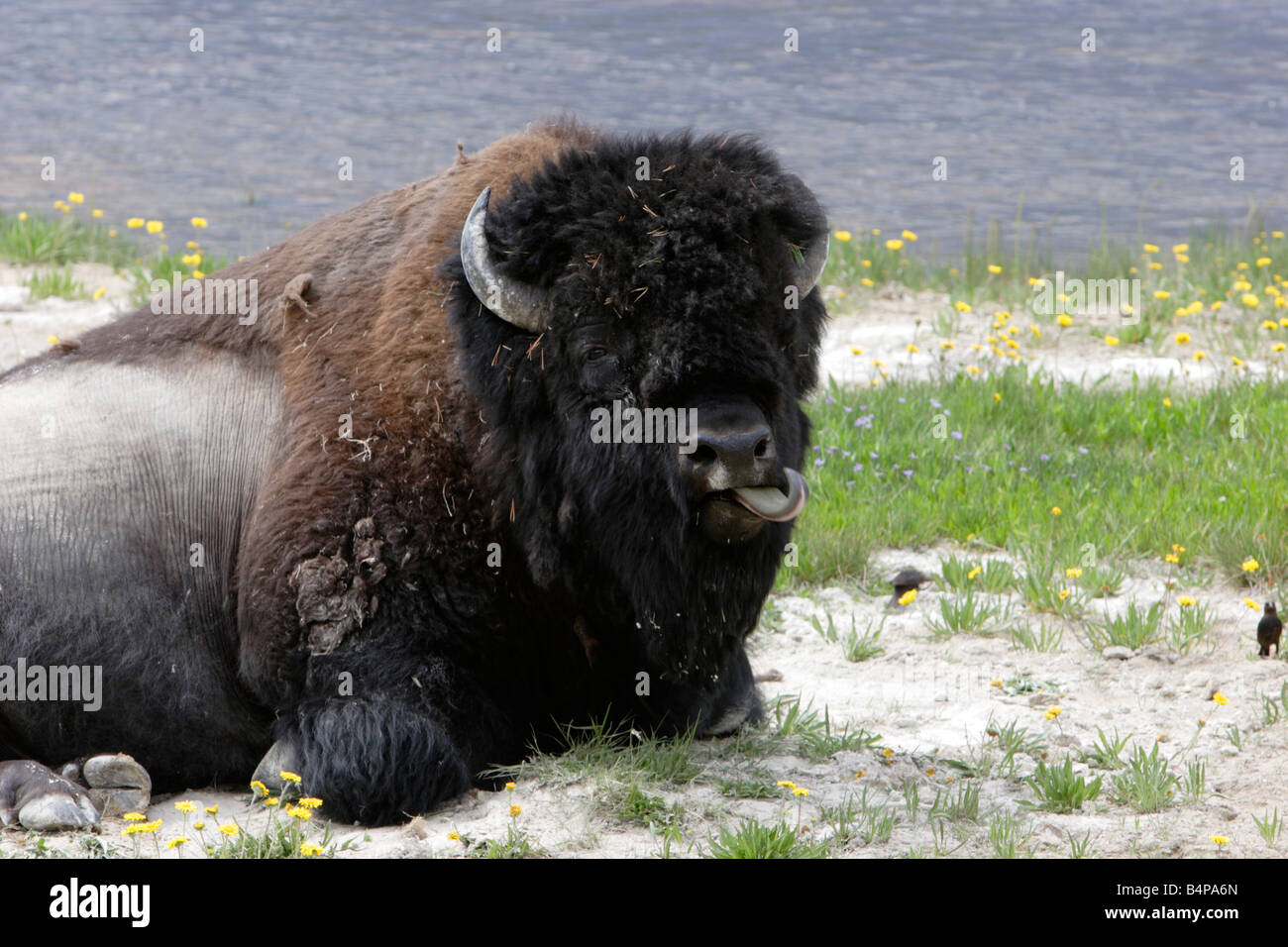 American Bison (Bison bison) resting with tongue sticking out close to ...