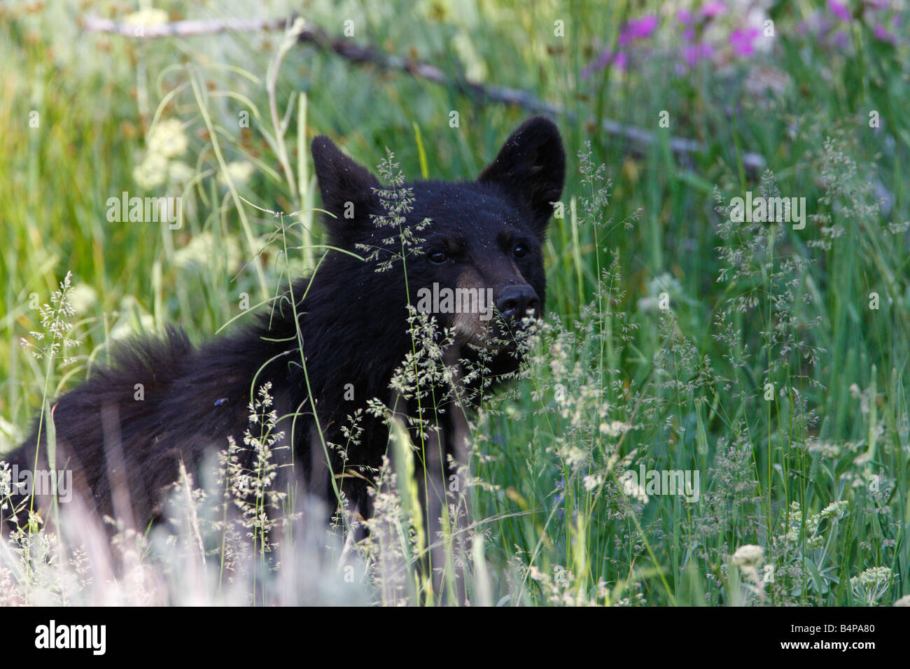 Black Bear cub Ursus americanus exploring and hunting for food in tall ...