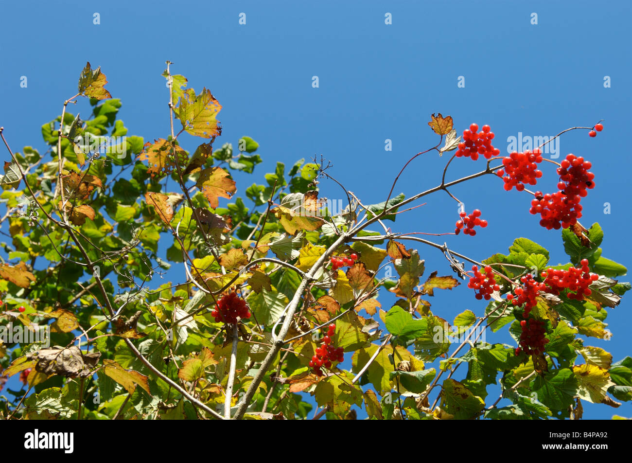 Bunches of red berries growing wild Stock Photo - Alamy