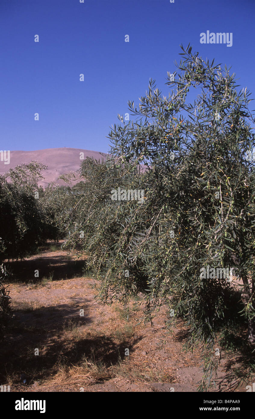 Olive trees (Olea europaea) in plantation in Azapa Valley, near Arica ...