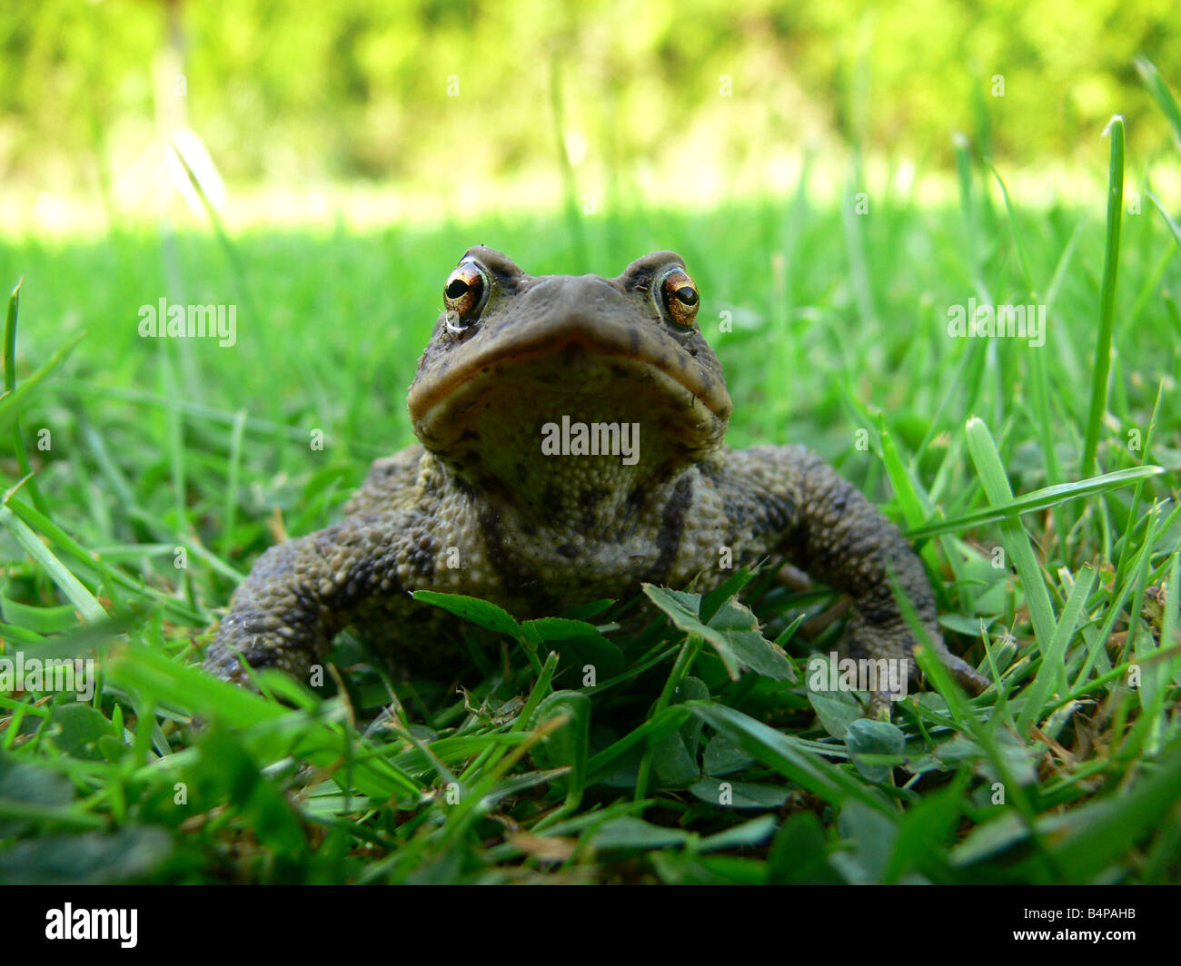 Common toad Bufo bufo UK Stock Photo - Alamy