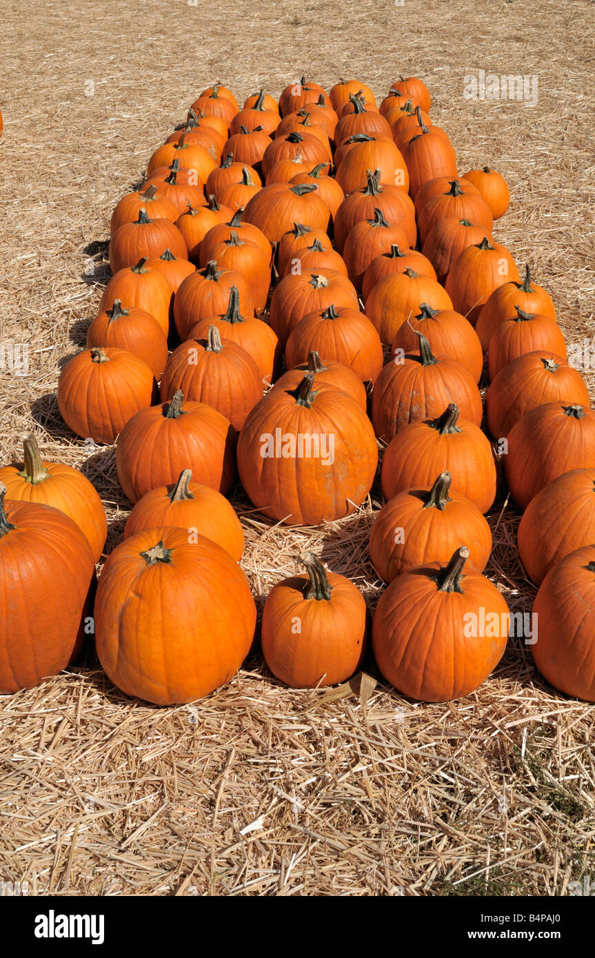 Pumpkins nicely laid out at popular so called pumpkin patch Stock Photo ...