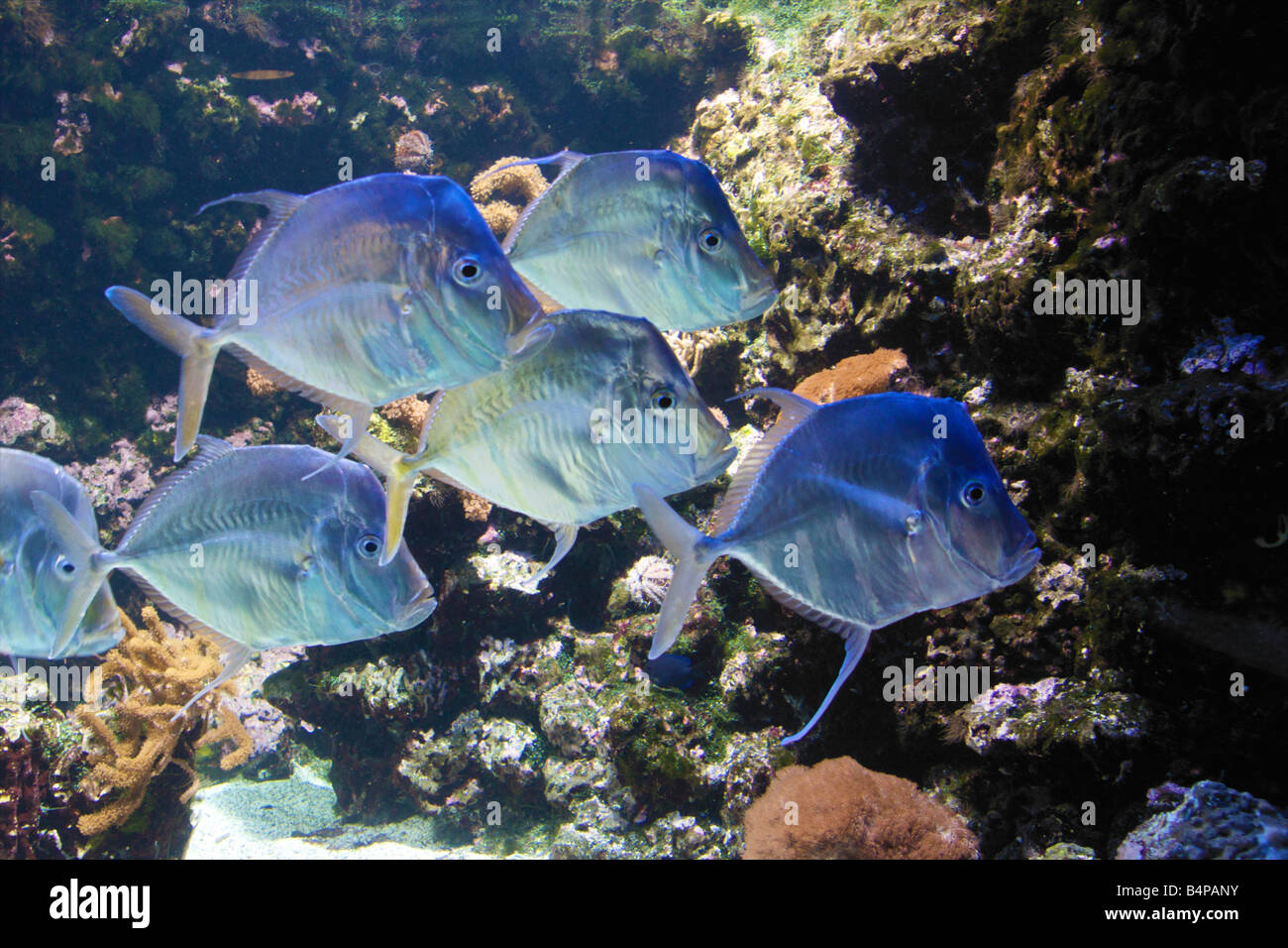 Vomer hi-res stock photography and images - Alamy