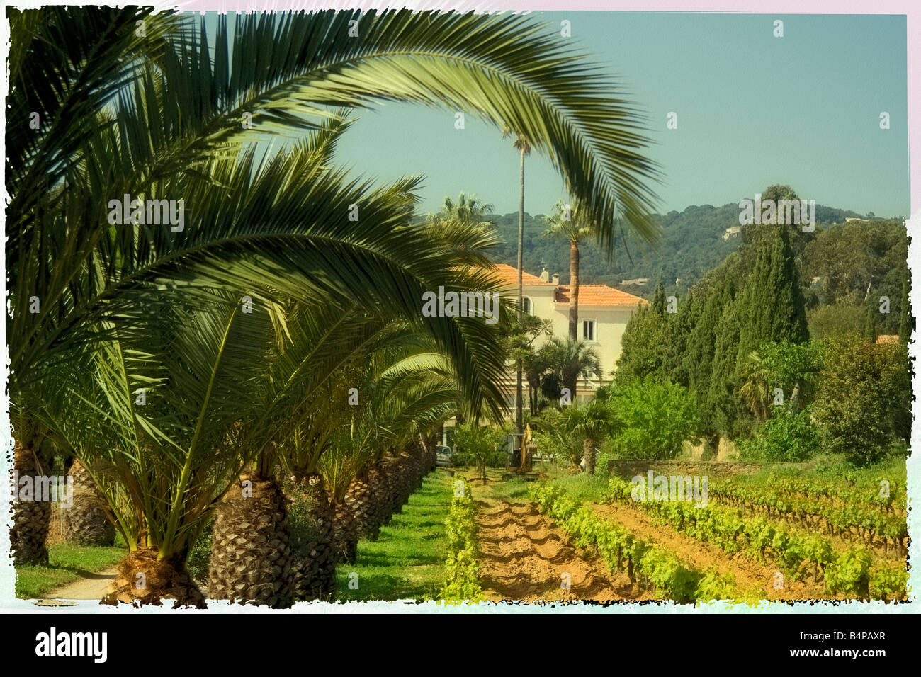 winery behind a vineyard and palm trees french riviera adobe RGB Stock ...