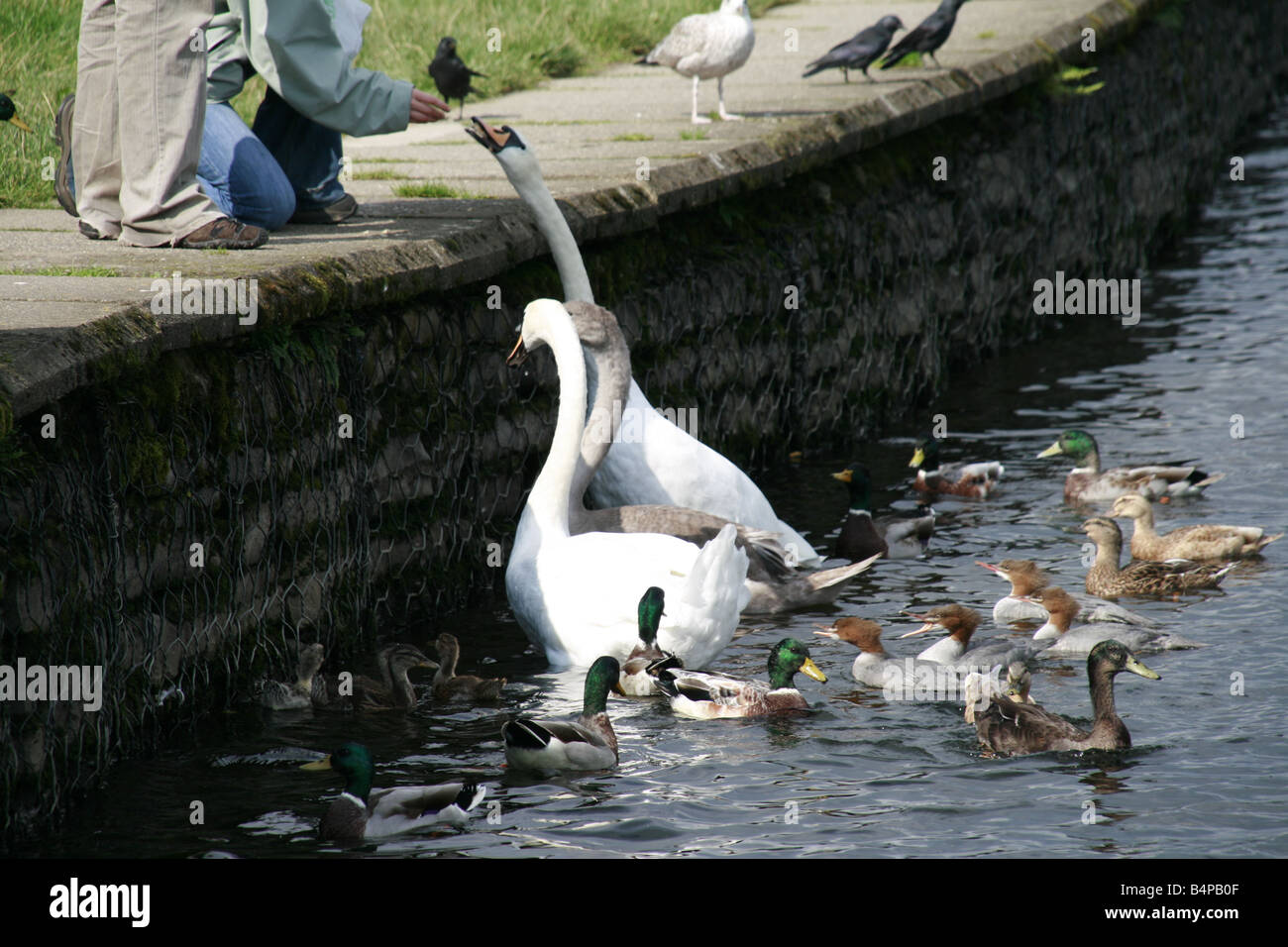Family feeding birds with bread hi-res stock photography and images - Alamy