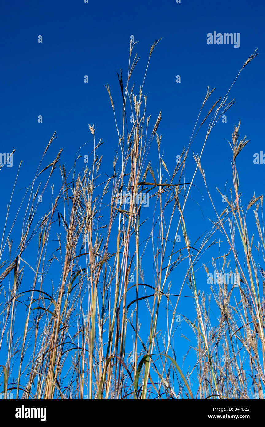 Illinois prairie grass hi-res stock photography and images - Alamy