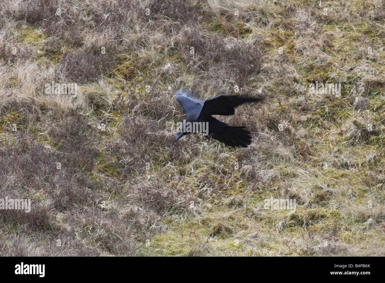 RAVEN CORVUS CORAX HUNTING OVER MOORLAND Stock Photo - Alamy