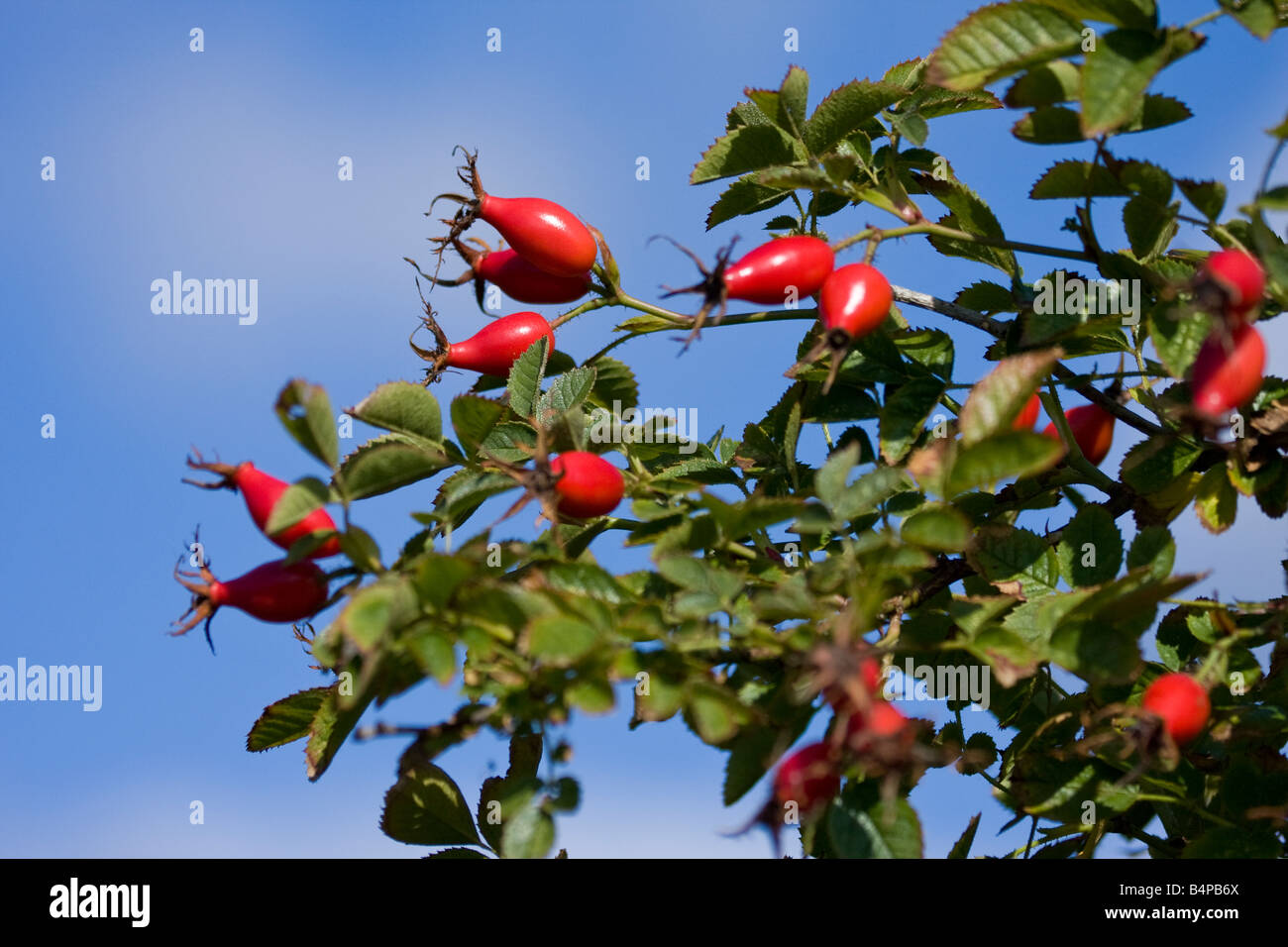 Bright red Rose Hips from the Dog Rose (Rosa canina) in autumn, UK ...