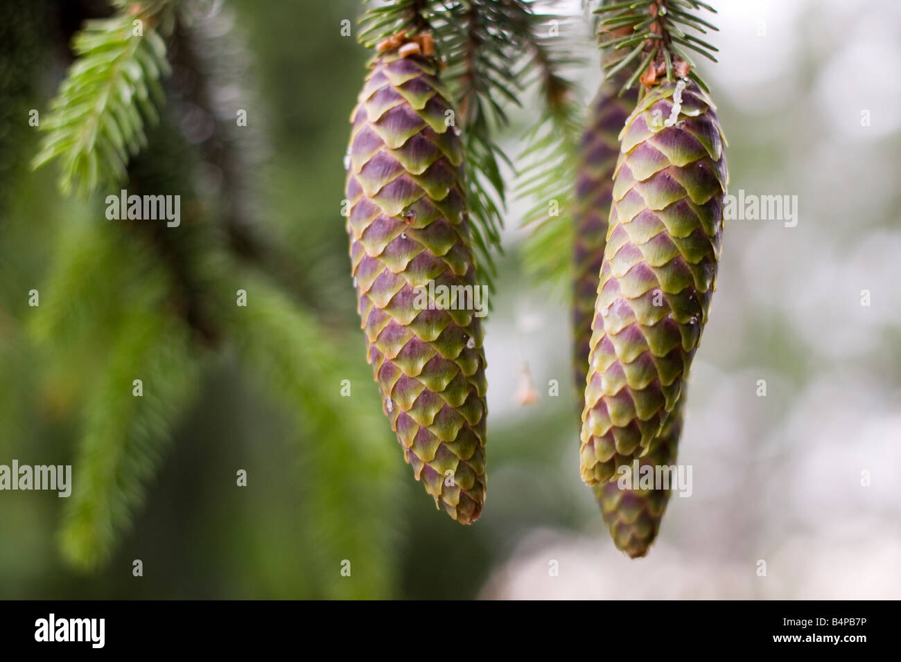 close up of a two pine cones hanging on a tree Stock Photo - Alamy