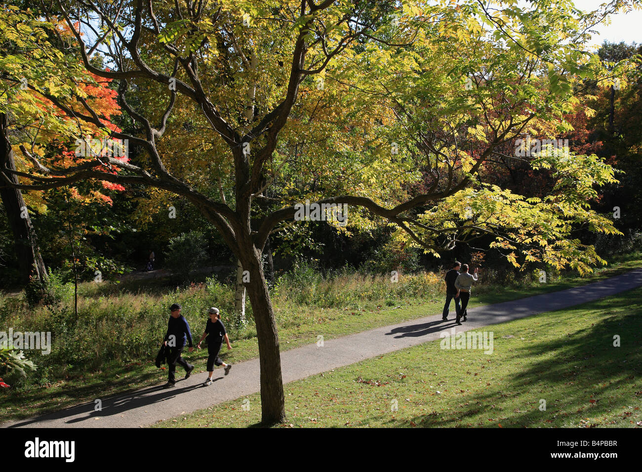 Canada autumn forest hi-res stock photography and images - Alamy
