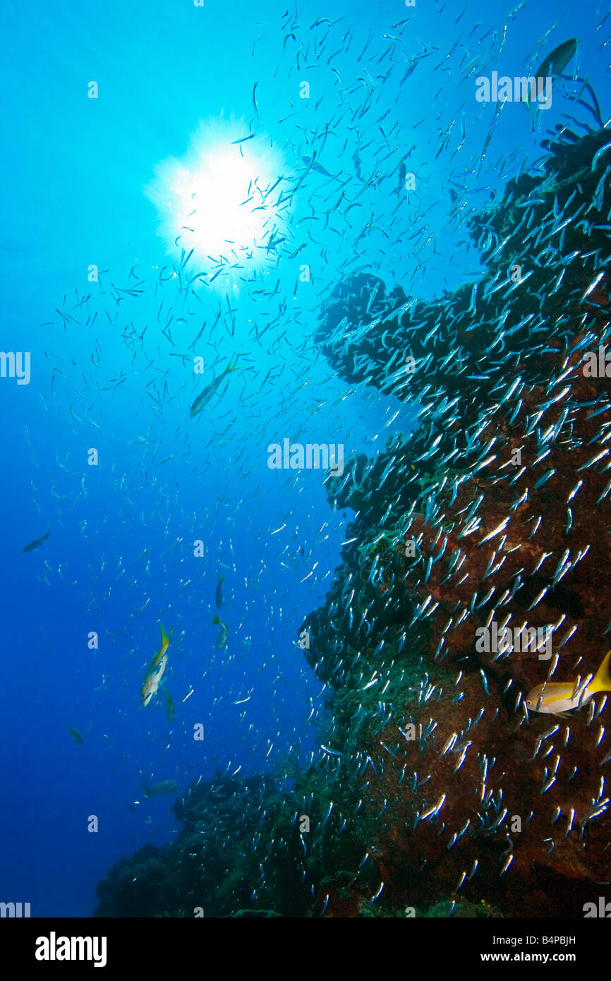 minnows - silversides, herrings or anchovies, sheltering under coral ...
