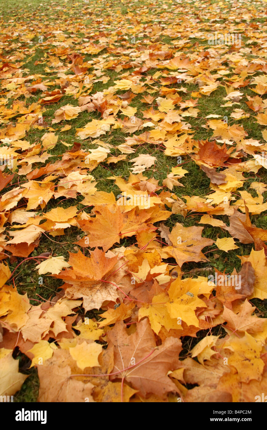 A field of yellow fallen leaves on green grass Stock Photo - Alamy