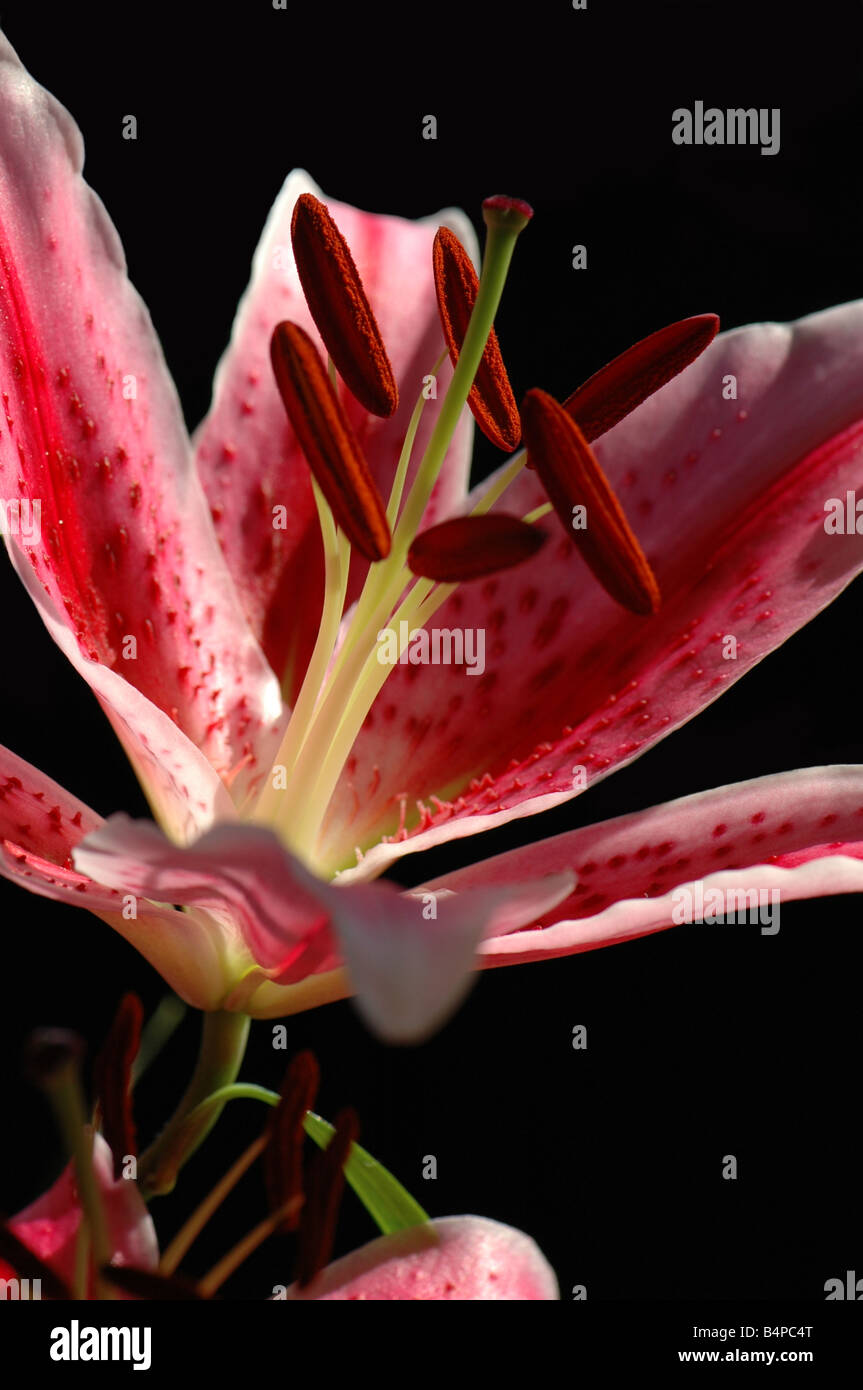 A Stargazer lily Stock Photo - Alamy