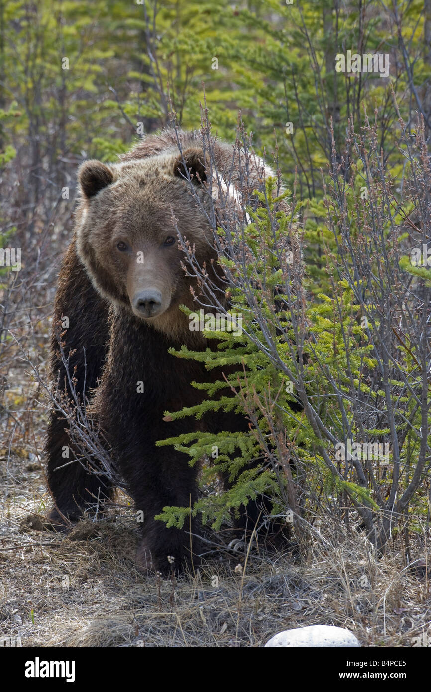 A grizzly bear in Banff National Park in Alberta Canada Stock Photo - Alamy