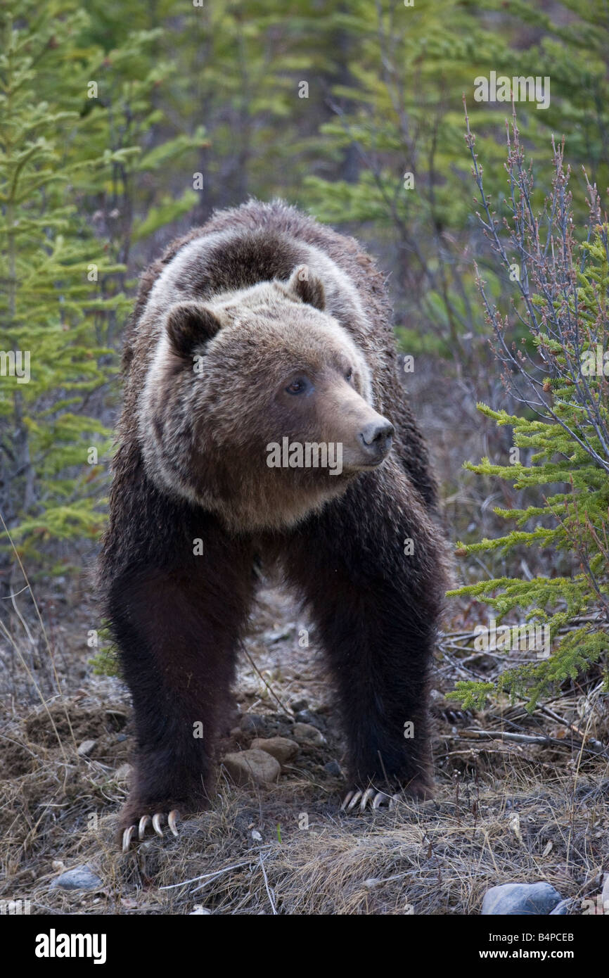 A grizzly bear in Banff National Park in Alberta Canada Stock Photo - Alamy