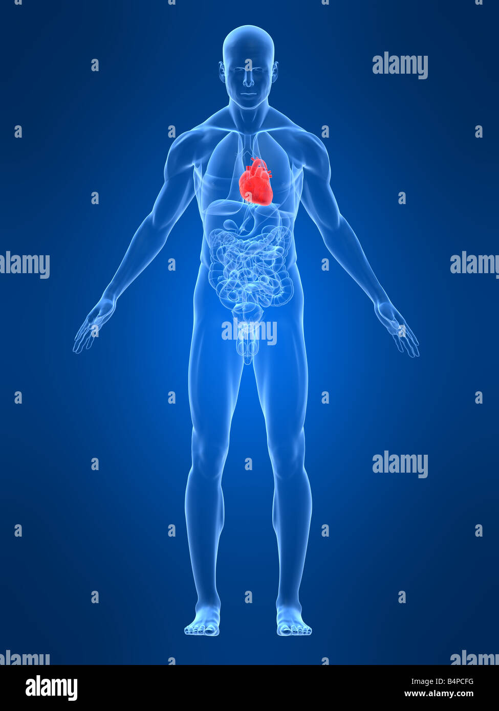 Red anatomical heart hi-res stock photography and images - Alamy