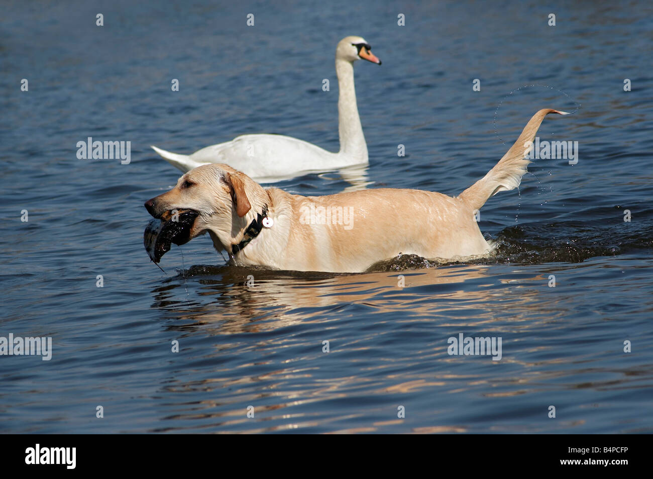 bathing labrador and swan Stock Photo - Alamy
