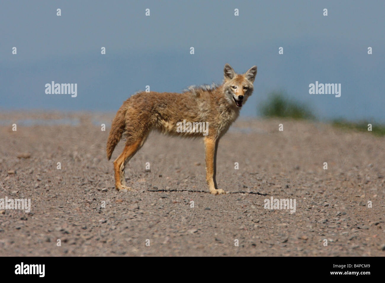 Coyote on the prairie hi-res stock photography and images - Alamy