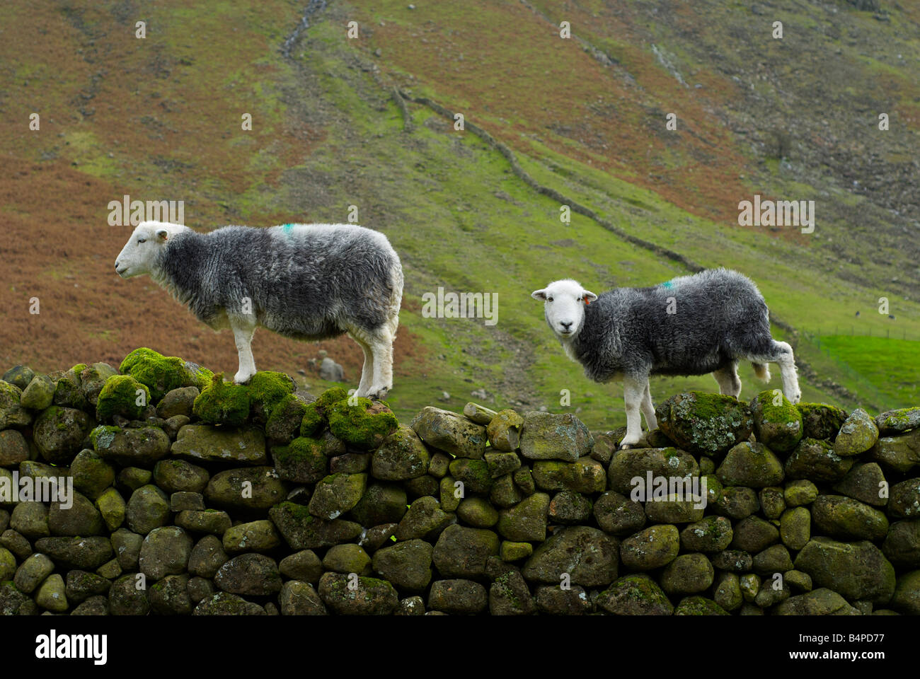 Herdwick sheep climbing onto dry stone wall at Wasdale Head, Lake ...
