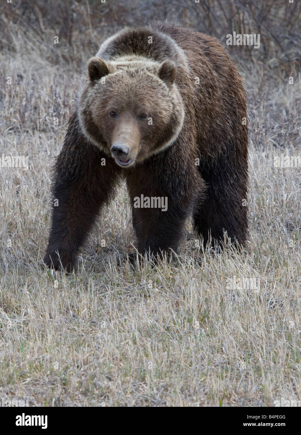 A grizzly bear in Banff National Park in Alberta Canada Stock Photo - Alamy