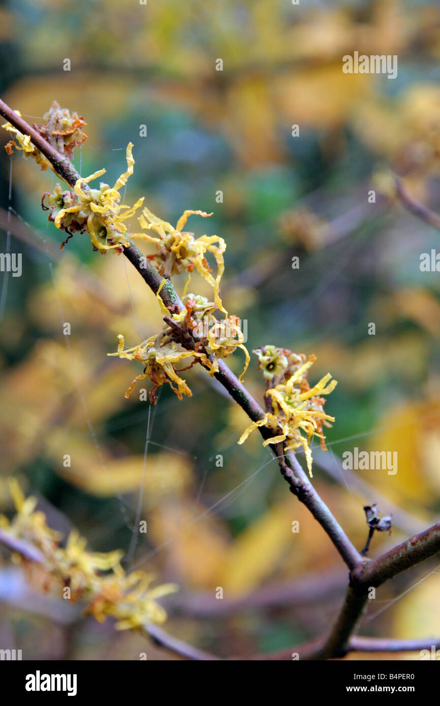 Hamamelis virginiana hi-res stock photography and images - Alamy