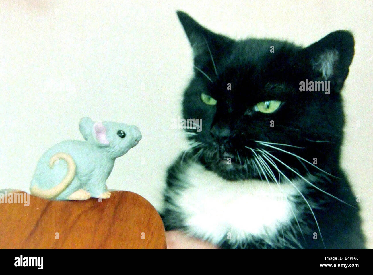 Midge the frightened cat Wolverhampton 1994 Stock Photo - Alamy