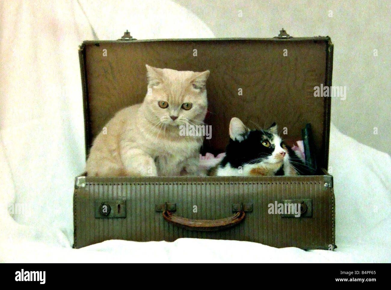 Britsh short hair cats from Grendon near Tamworth that are exported all ...