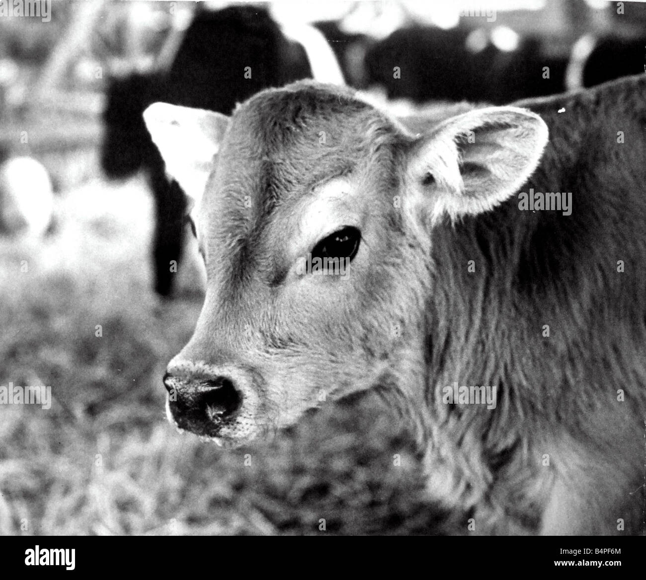 1970s cattle hi-res stock photography and images - Alamy