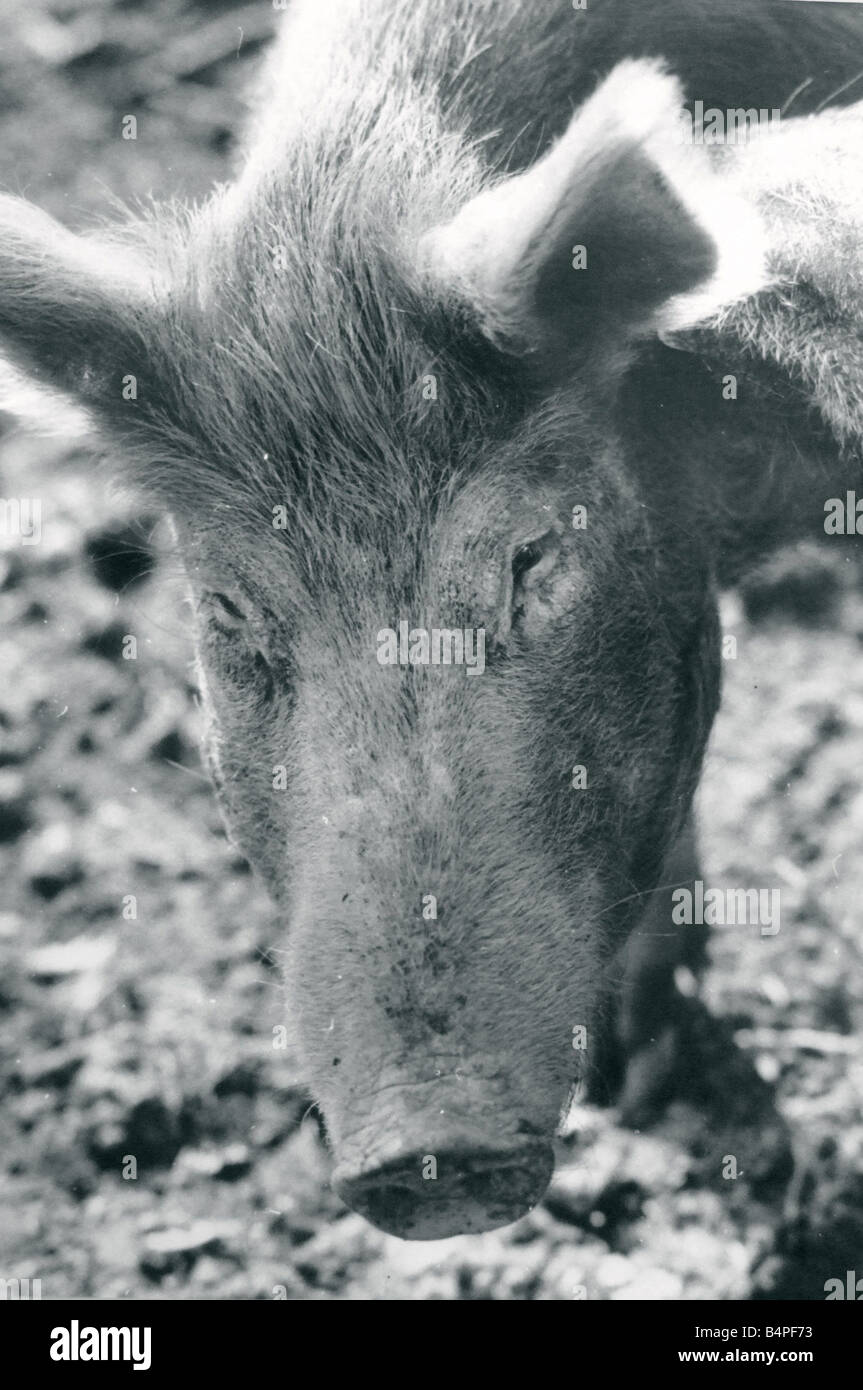 A pig routing for food Stock Photo - Alamy