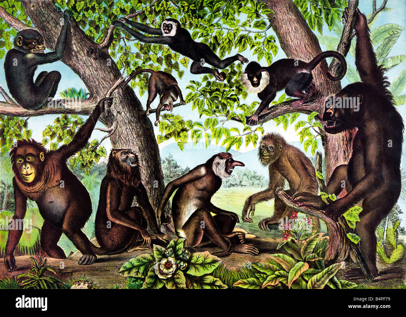 Multiple monkey families Stock Photo - Alamy