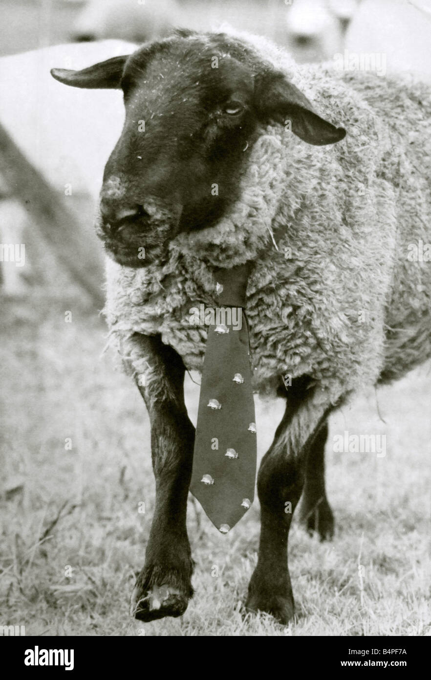The best dressed ewe seen here sporting a neck tie circa 1980 Stock ...