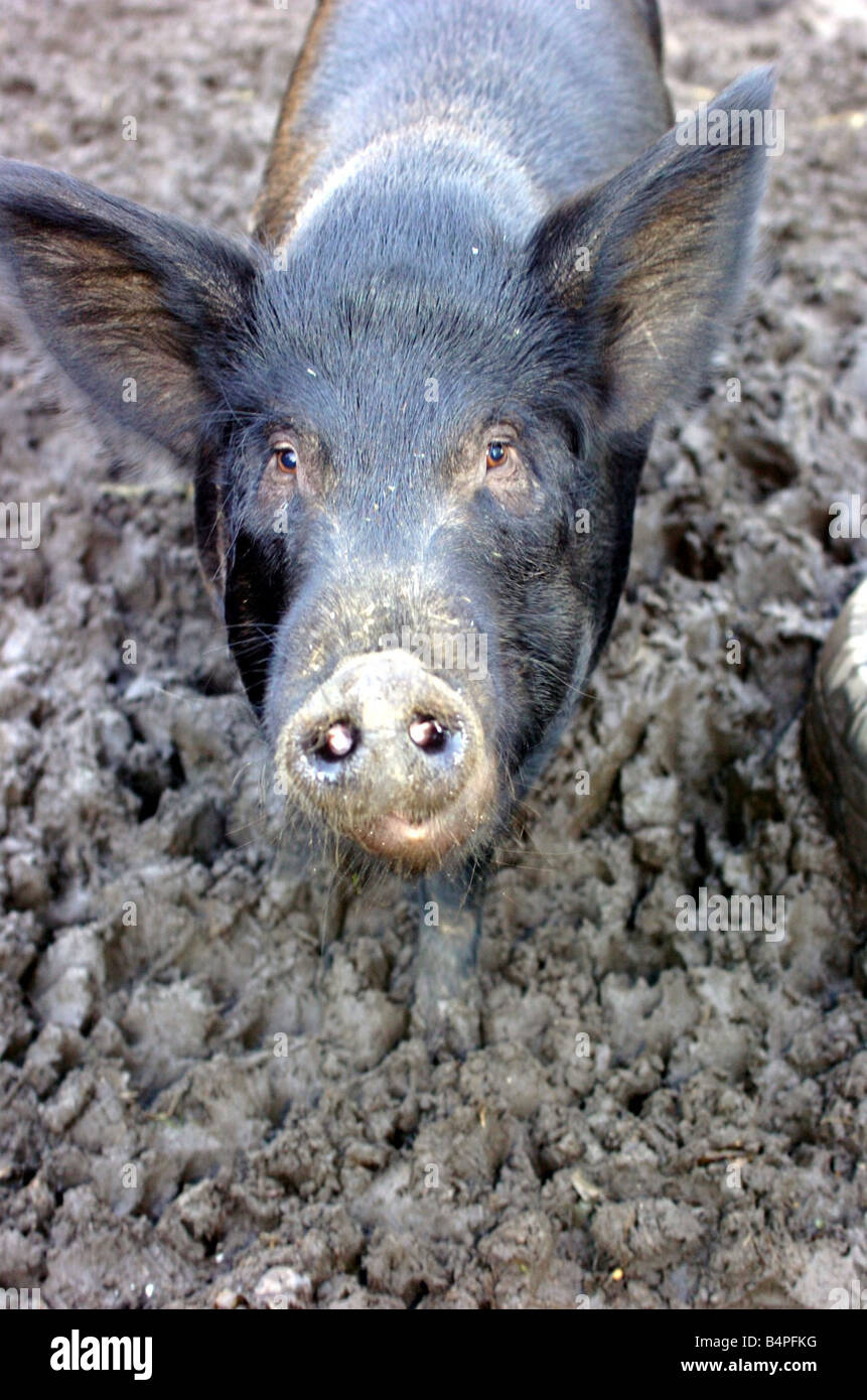 Mouse - The Talking Pig, Pencoed, South Wales. Stock Photo - Alamy