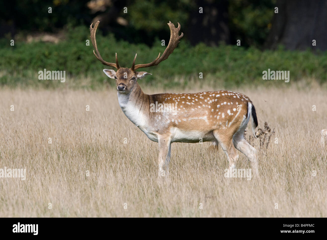 Fallow deer stag in grassland Stock Photo - Alamy