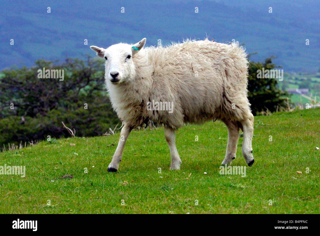 A sheep pictured in the Brecon Beacons Stock Photo - Alamy