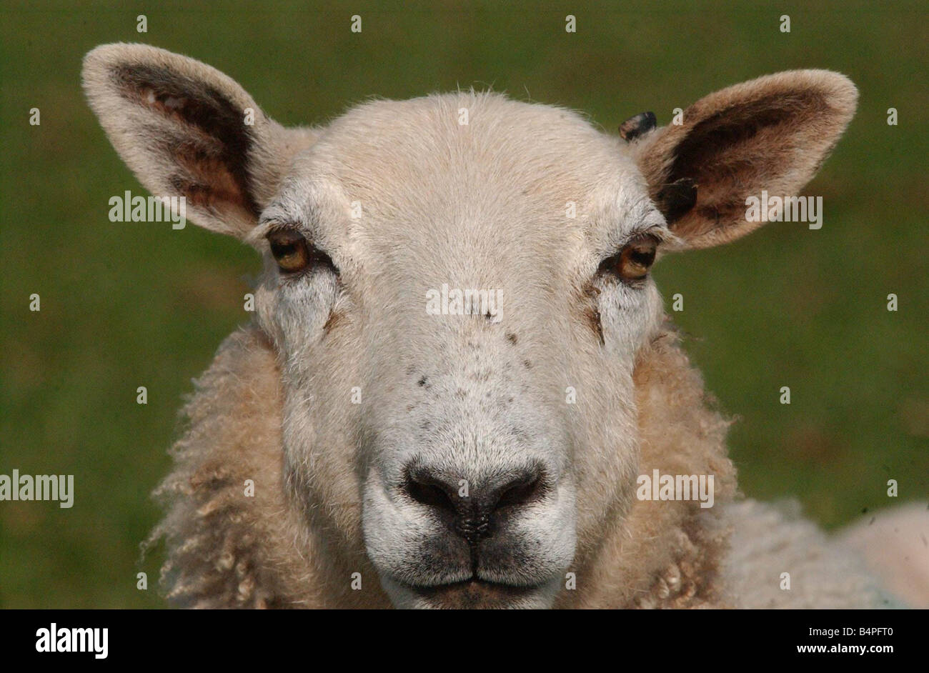 A picture of a Sheep looking at the camera 2005 Stock Photo - Alamy