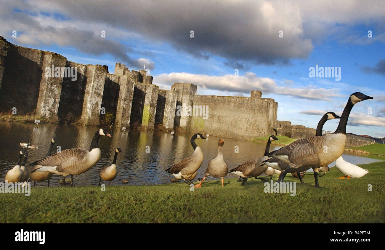 Caerphilly castle moat ducks caerphilly hi-res stock photography and ...