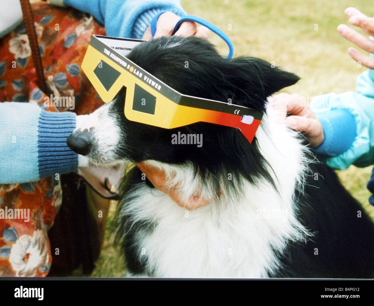A dog pictured with sunglasses to protect him from the solar eclipse ...