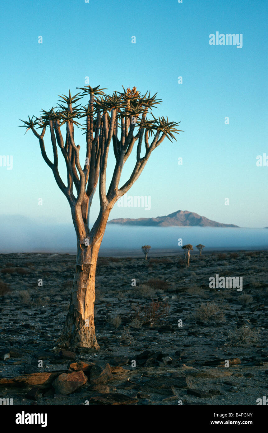 Quiver trees (aloe dichotoma) at sunrise in the Namib desert, Namibia ...