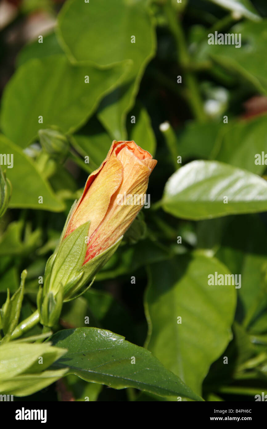 detail of closed orange red bud sprout sprouting head flower plant in ...