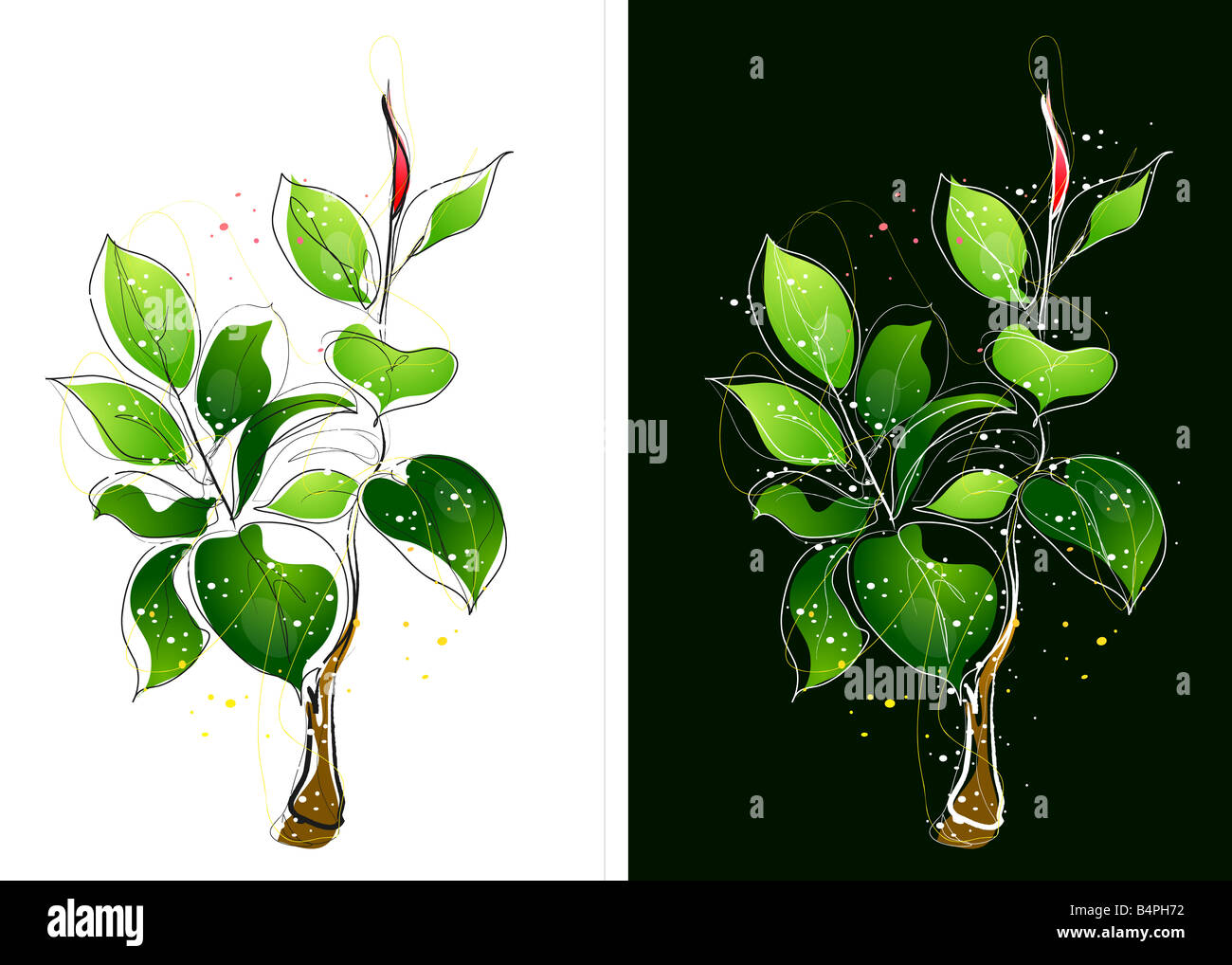 Representation of a rubber tree Stock Photo - Alamy