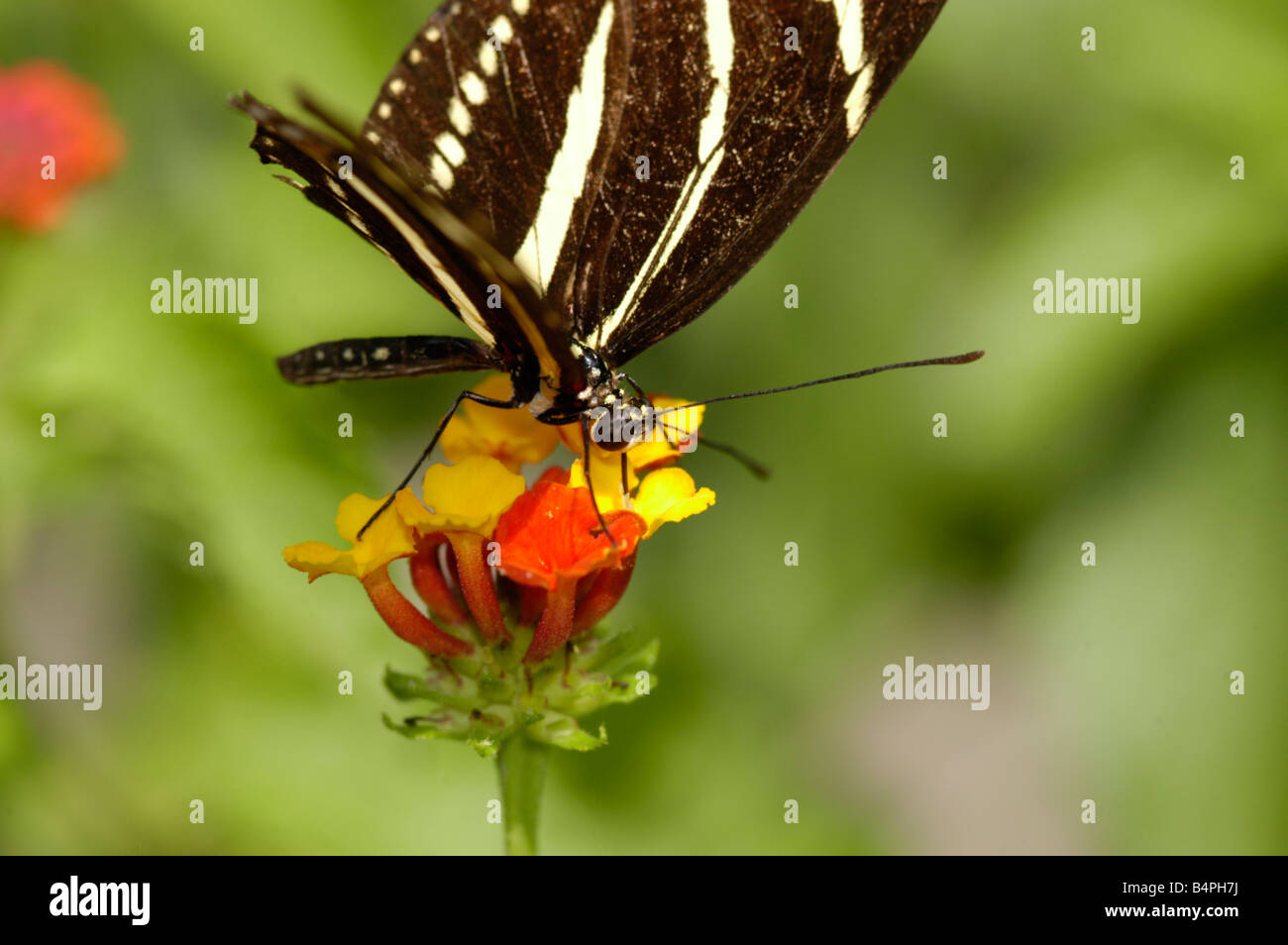Heliconiidae genus hi-res stock photography and images - Alamy