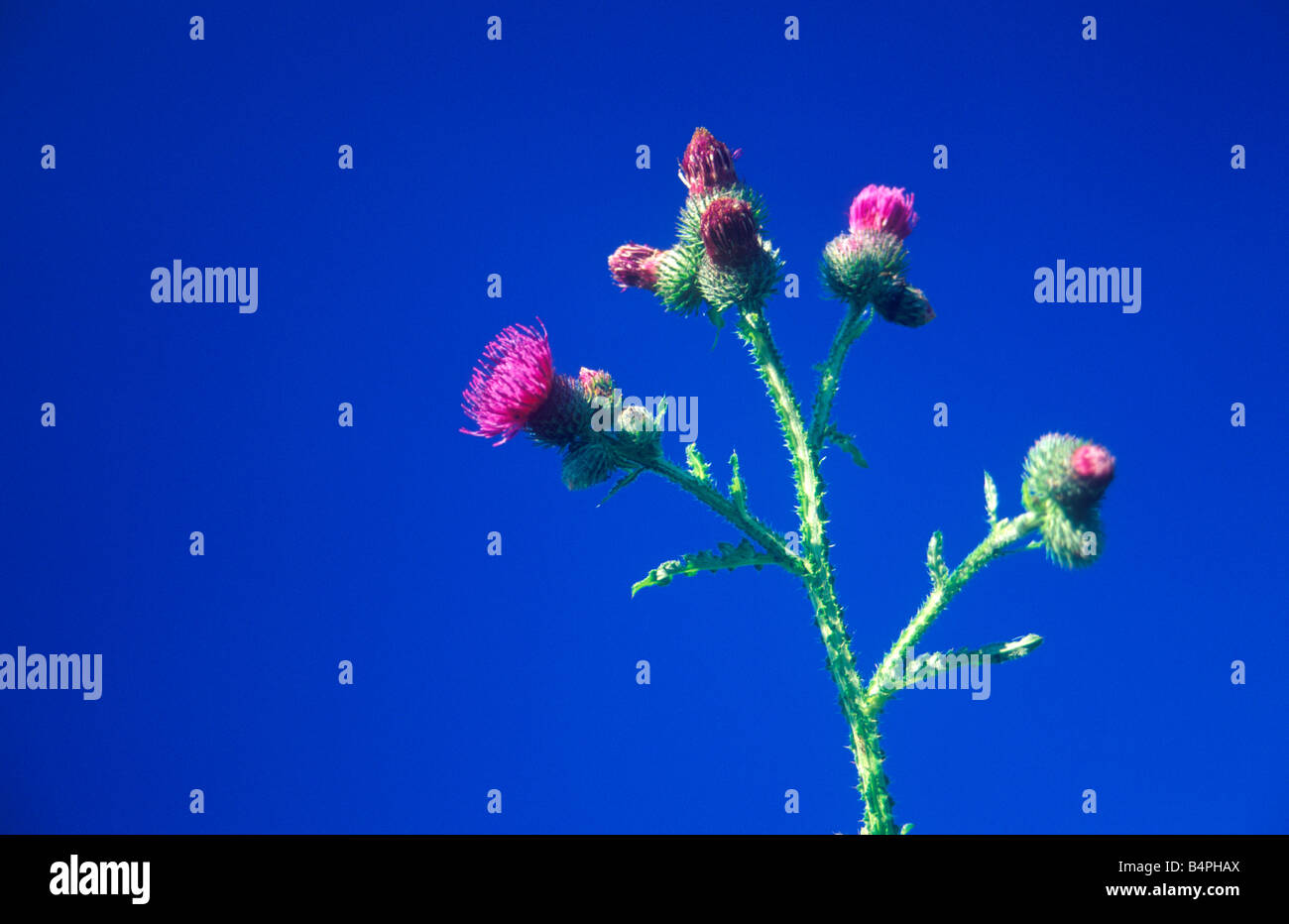 Barbed thistle hi-res stock photography and images - Alamy