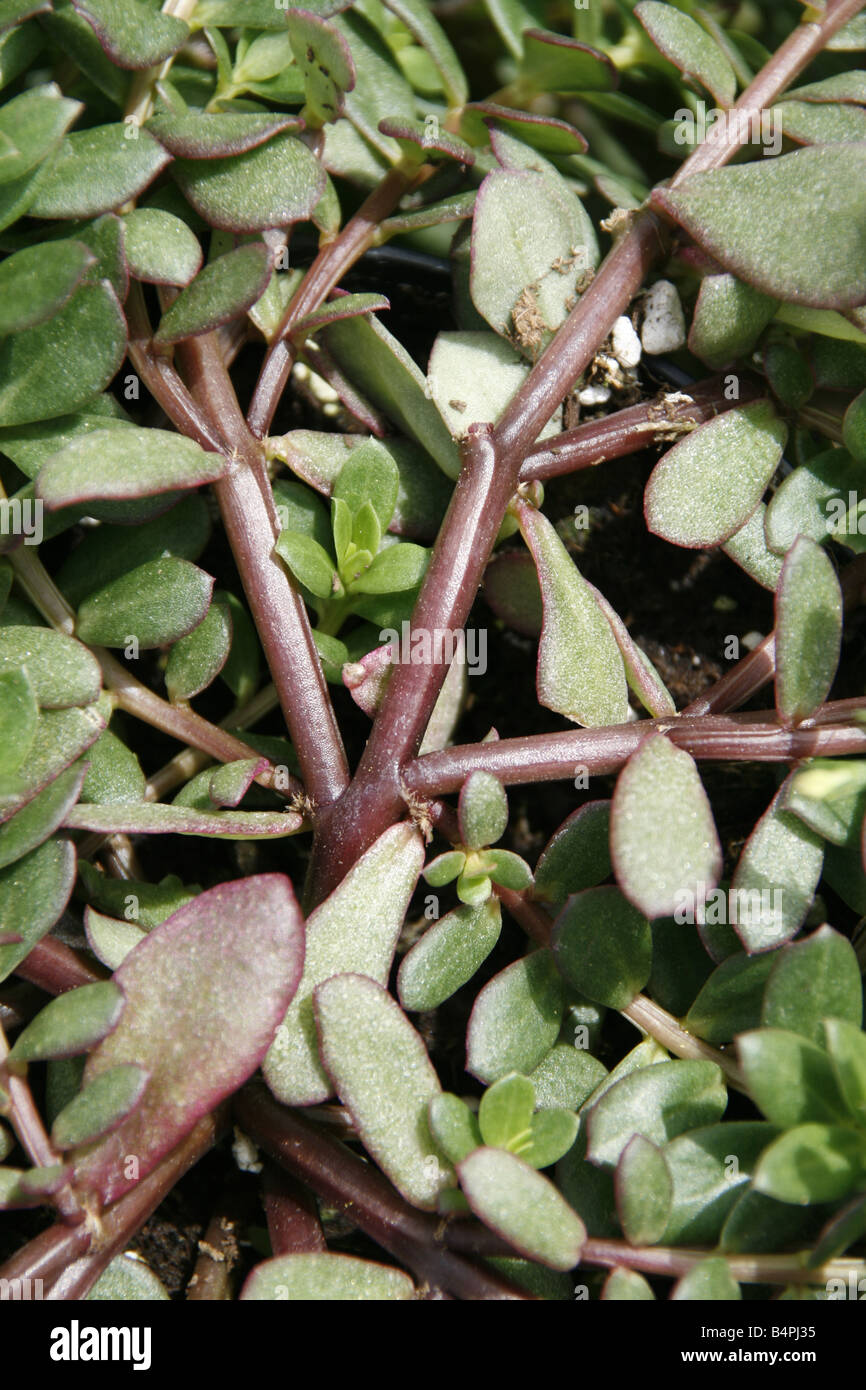 detail of green grass grasses plant leaf leaves plant in garden Stock ...