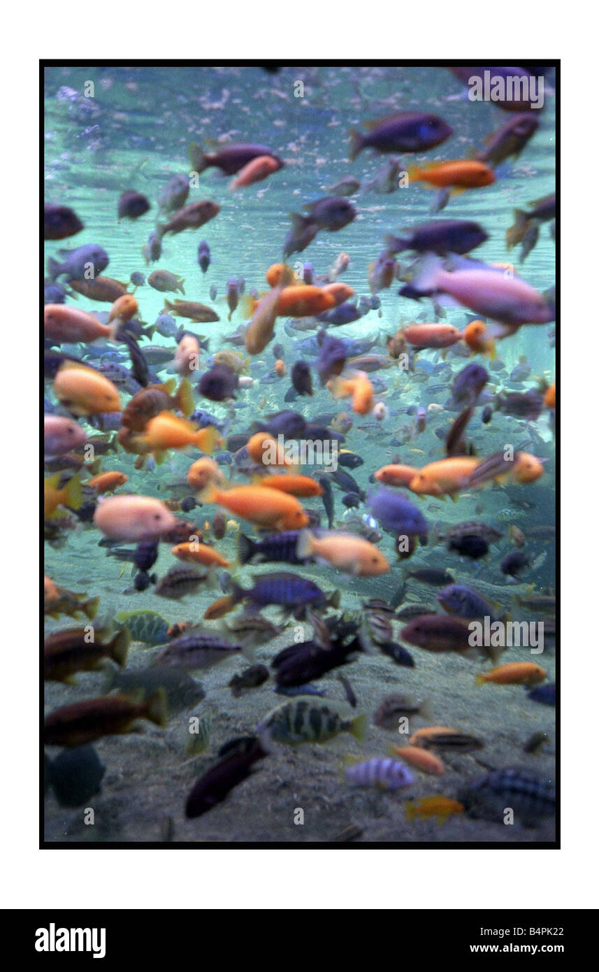 Whyndham Orlando Florida USA November 2001 Fish Enclosure in Busch ...